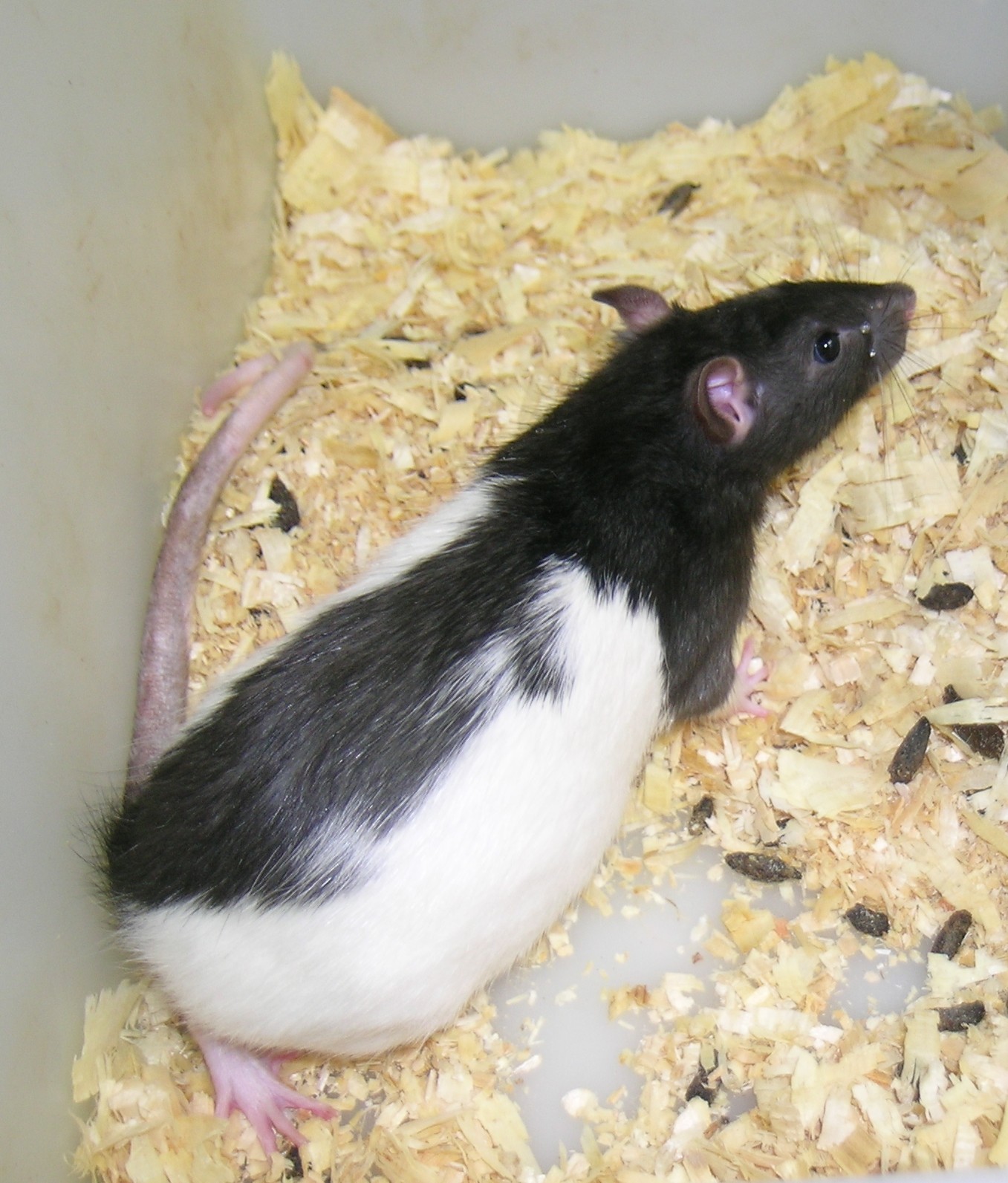 Untitled Document [www2.oberlin.edu]